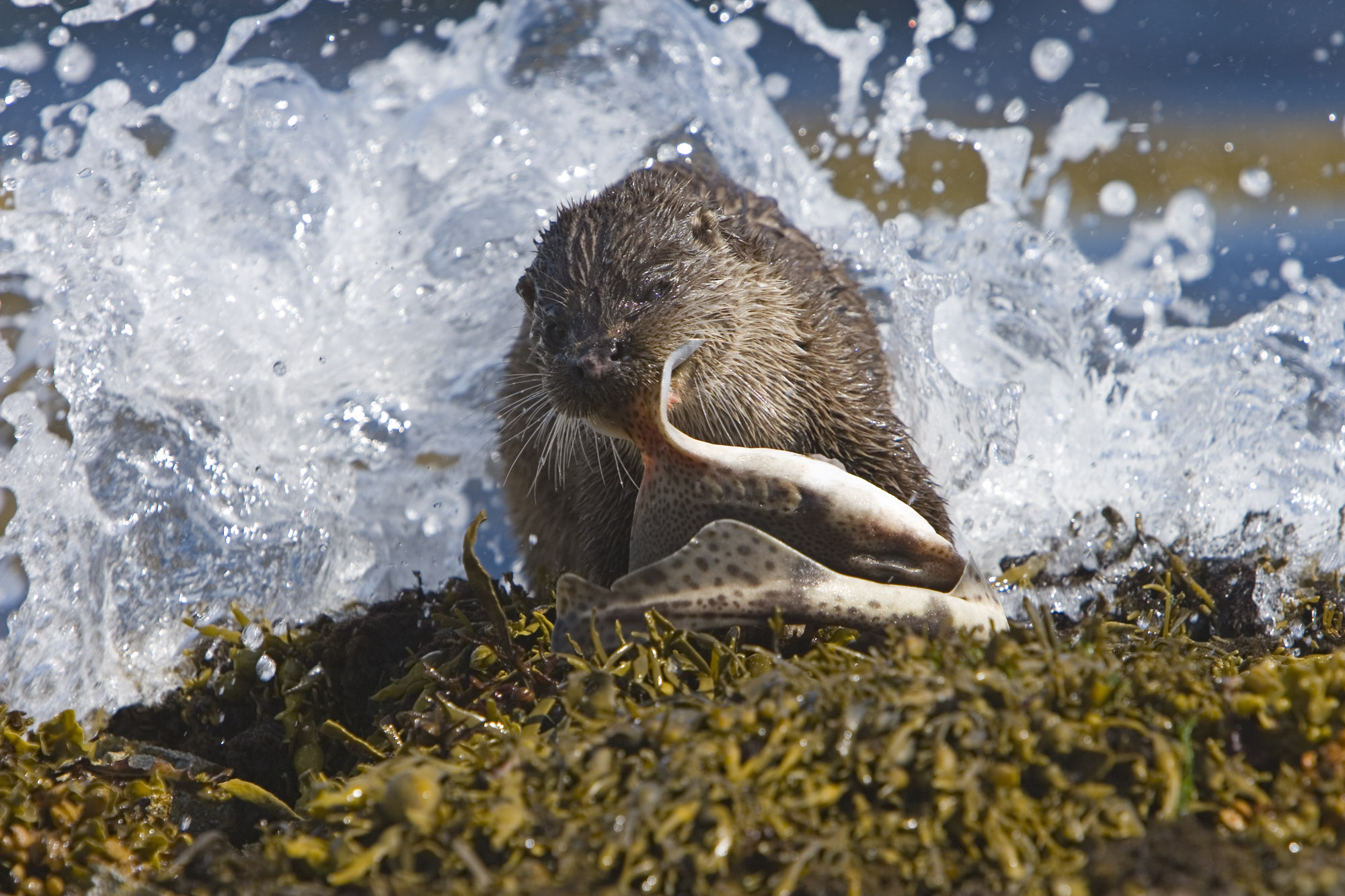 Otter Spotting on Mull: Where, When & How | Visit Mull & Iona
