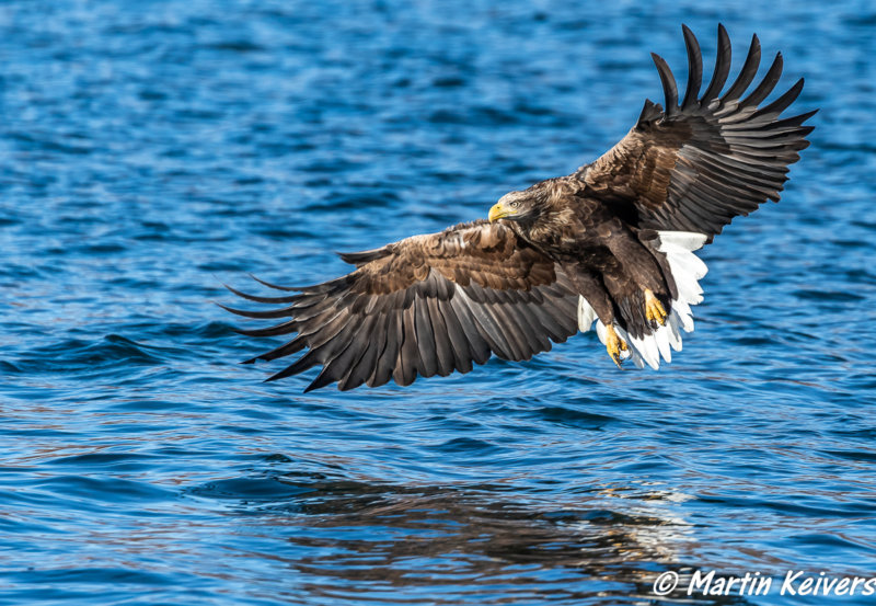 Turus Mara Seabird and Wildlife Cruise-Tours | Visit Mull & Iona