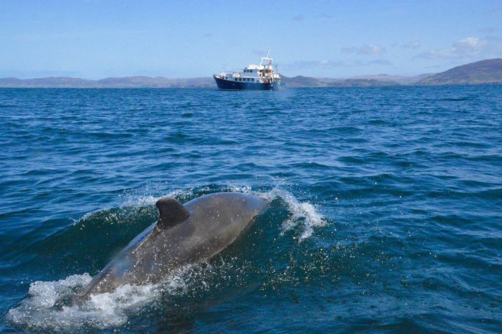 Turus Mara Seabird and Wildlife Cruise-Tours | Visit Mull & Iona