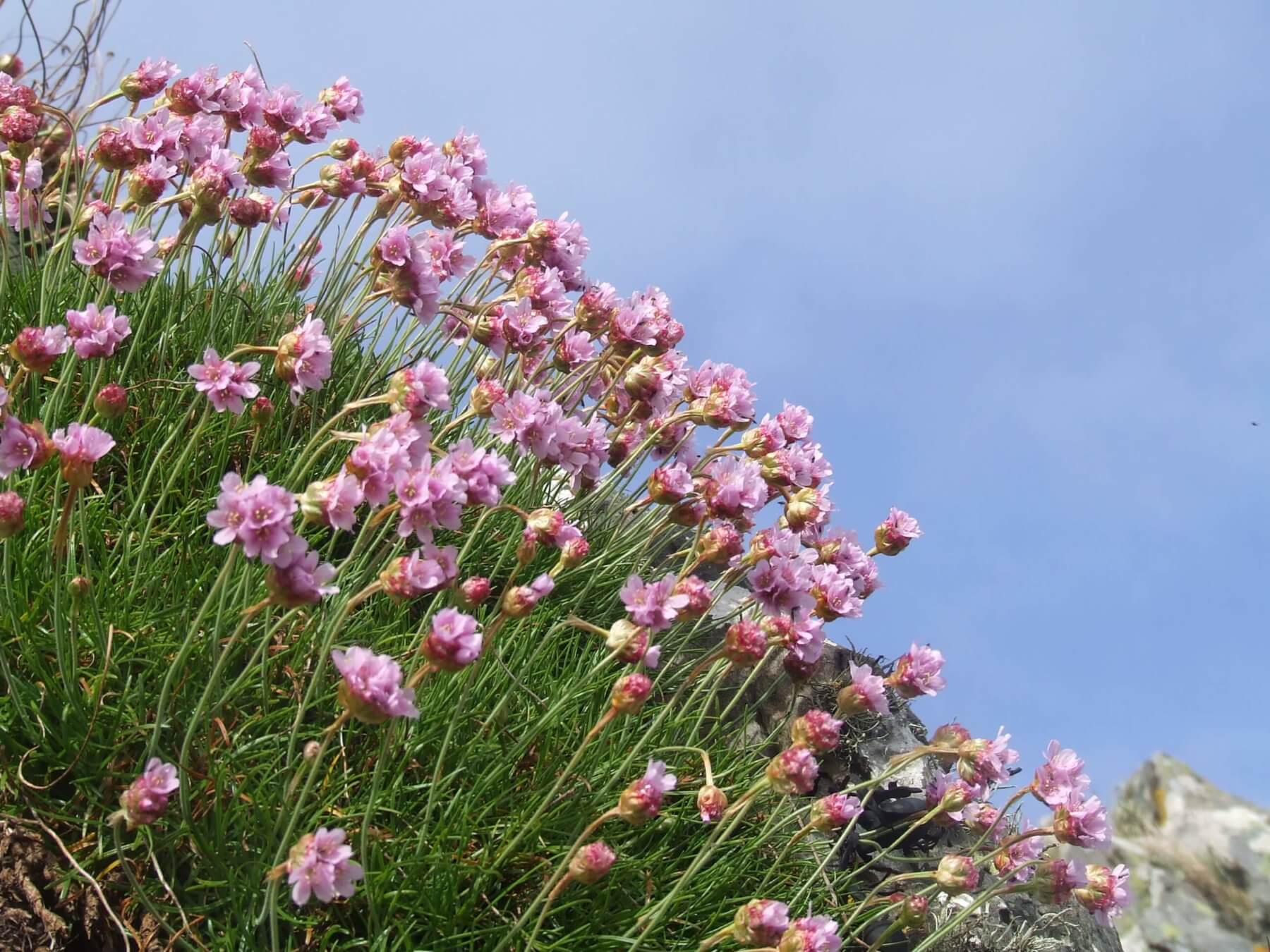 Spring Flowers on the Isle of Iona | Visit Mull & Iona
