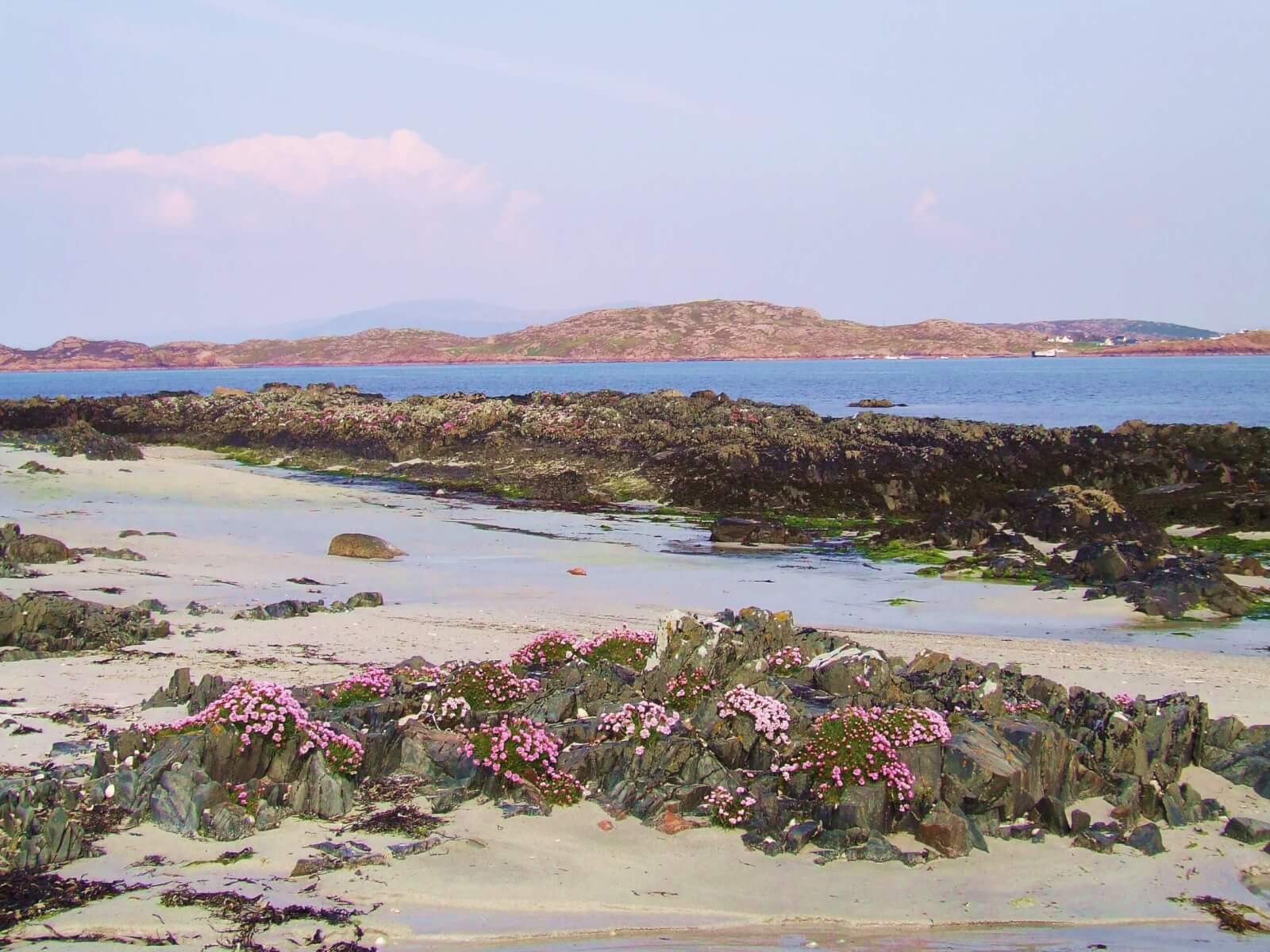 Spring Flowers on the Isle of Iona | Visit Mull & Iona